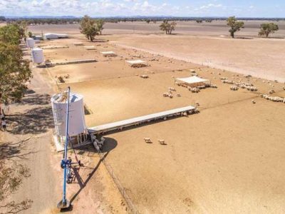 AUTO SHEEP FEEDER – Rich River Rural